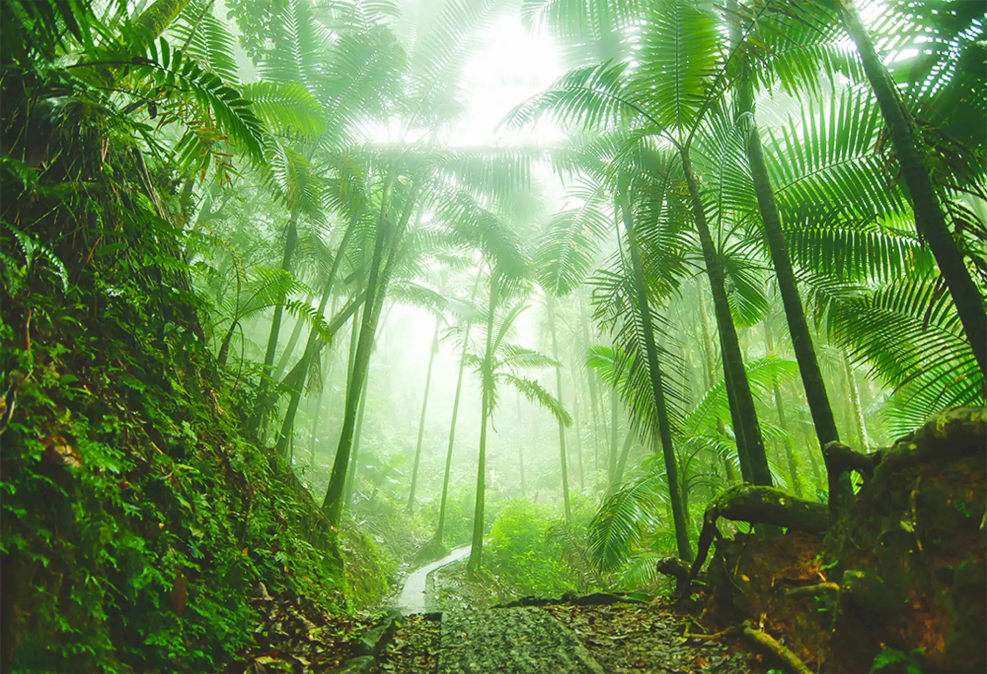 Your quick guide to a perfect Puerto Rico trip.