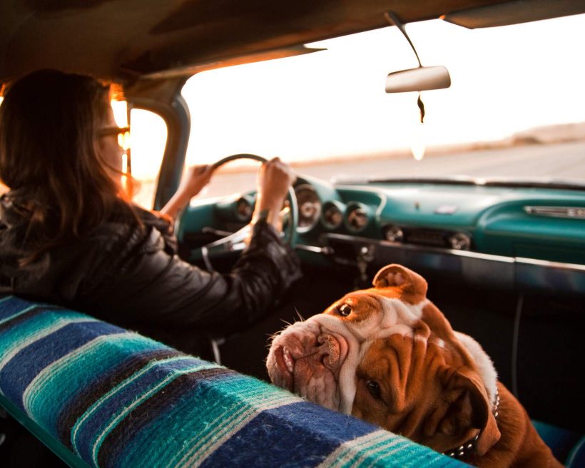The complete guide to taking a road trip with a dog | Travel Hacker Blog