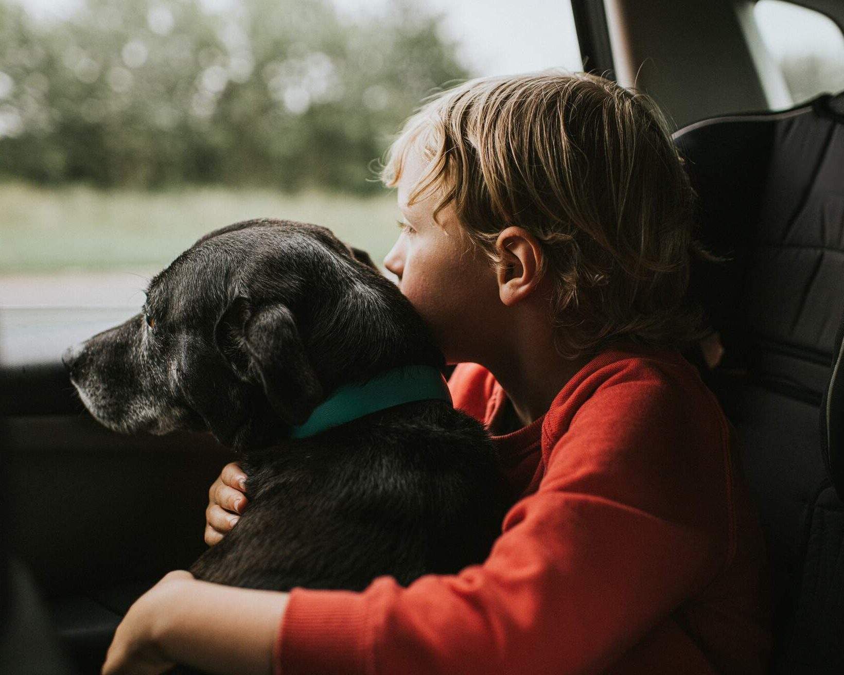 The complete guide to taking a road trip with a dog | Travel Hacker Blog