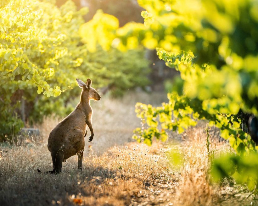 When is winter in Australia and the best things to do - KAYAK