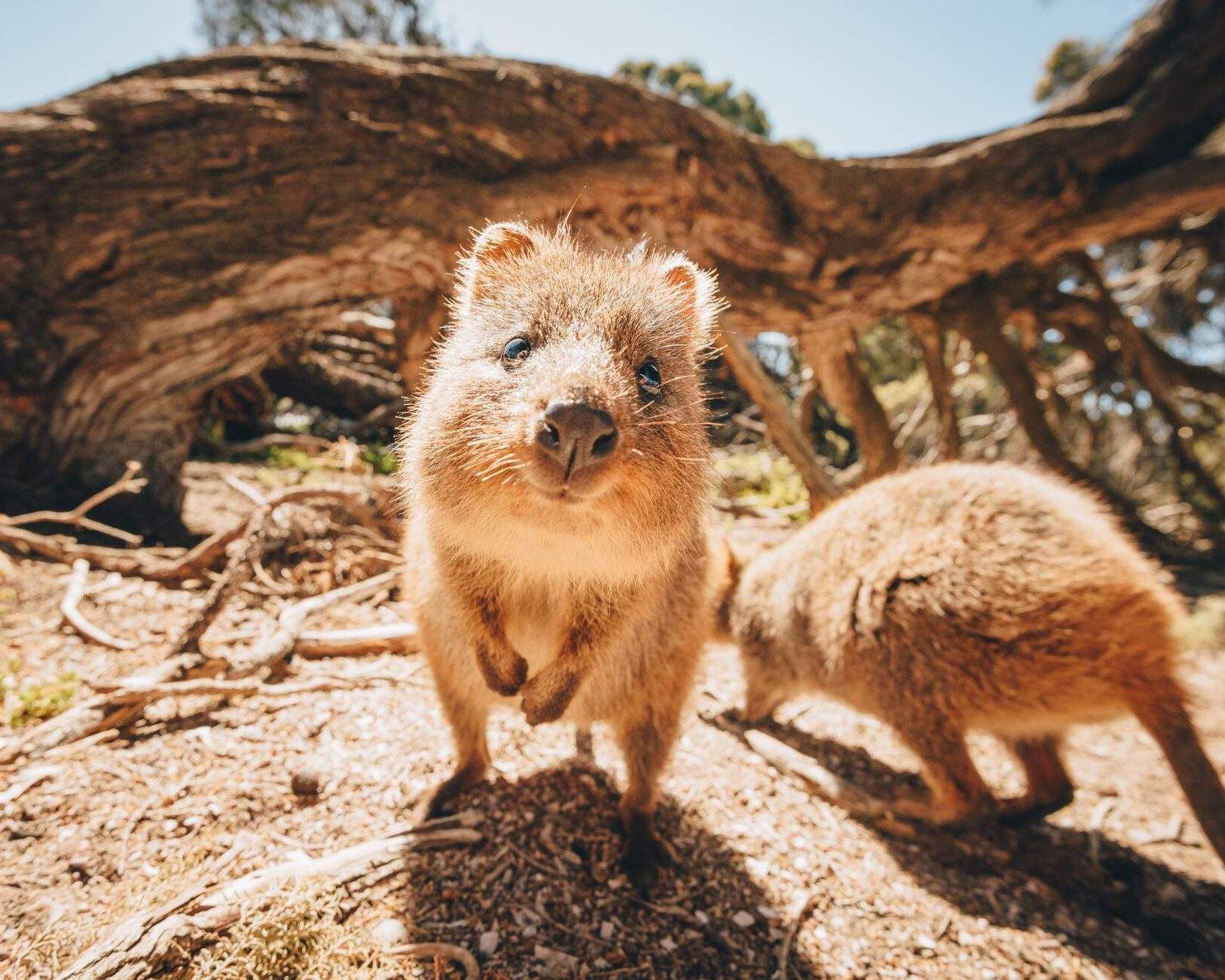 Best tips on trip while backpacking in Australia - KAYAK