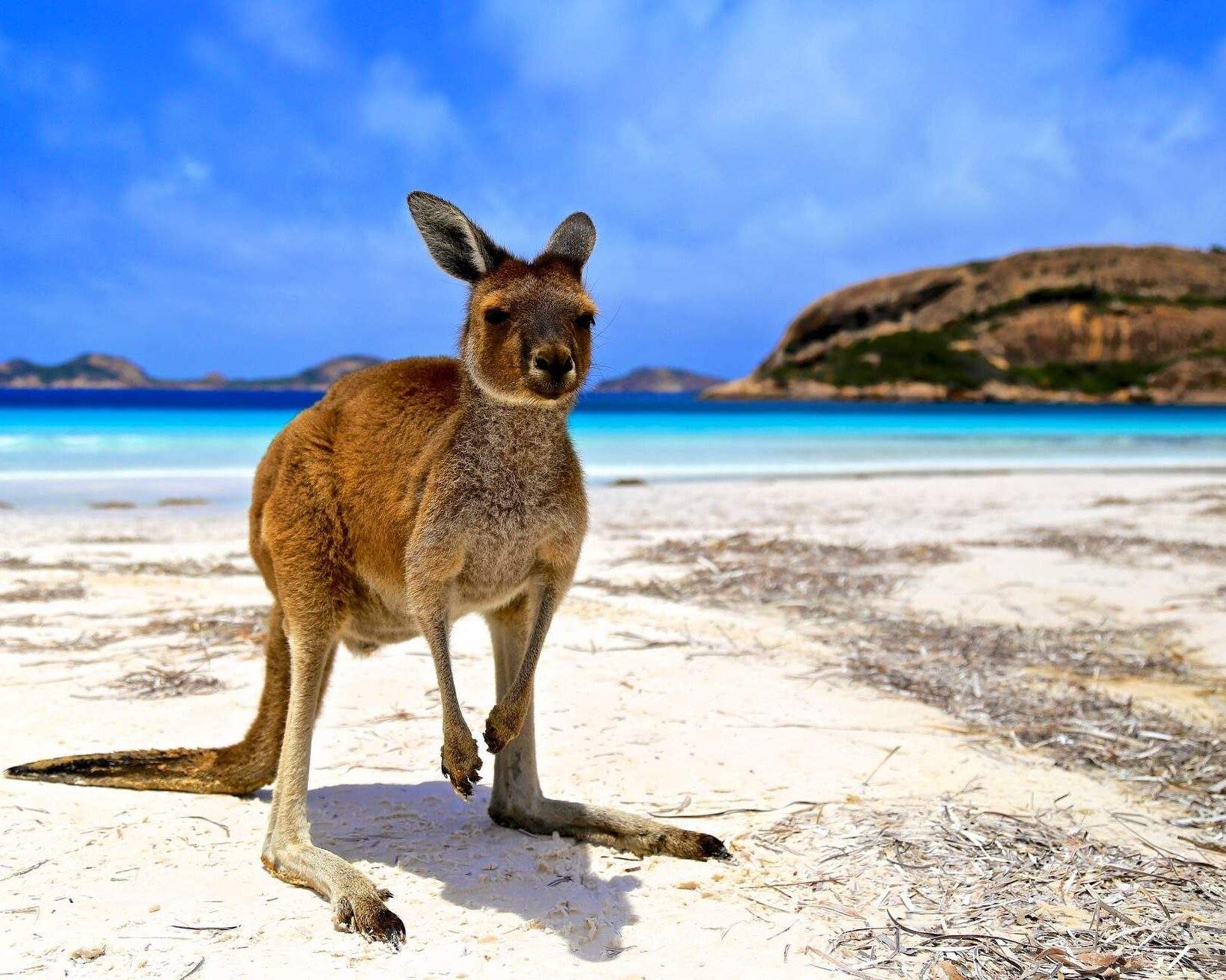 A weird and wonderful account of Australian animals - KAYAK