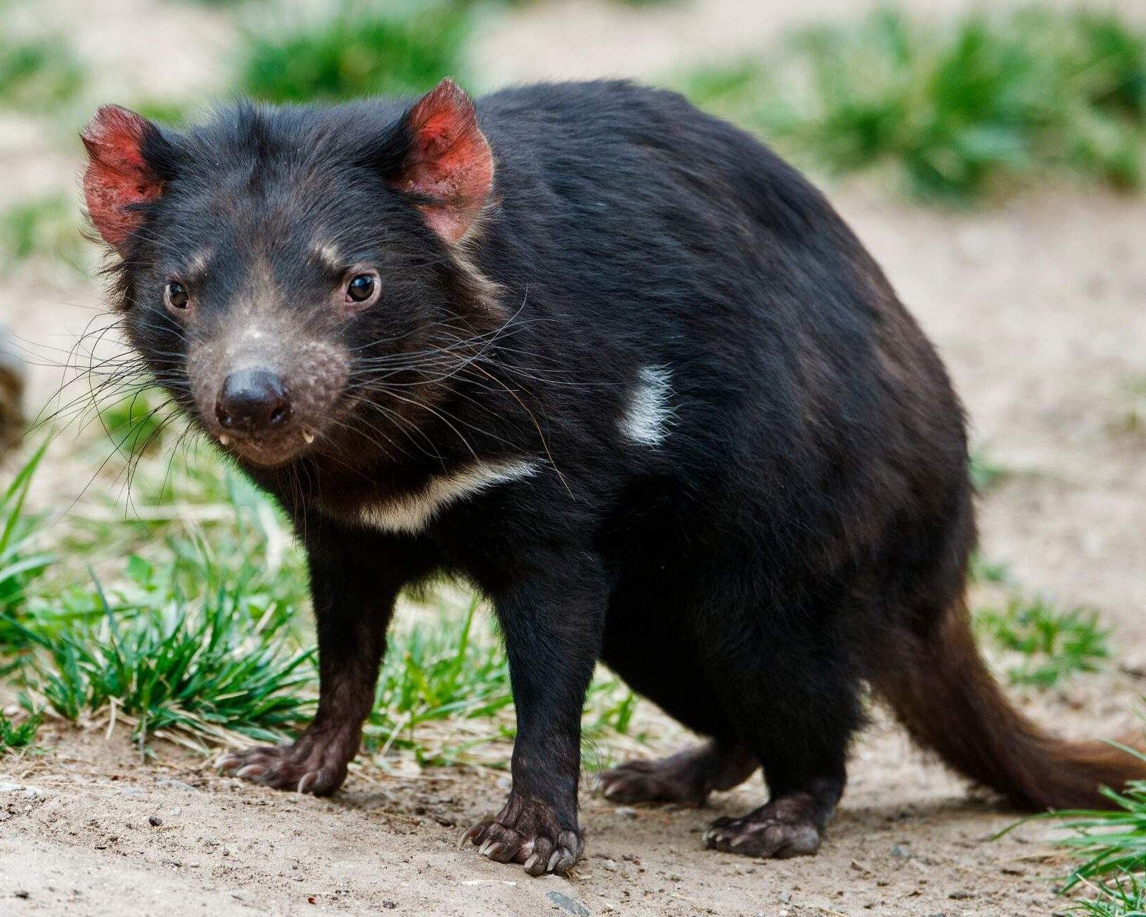 A weird and wonderful account of Australian animals - KAYAK