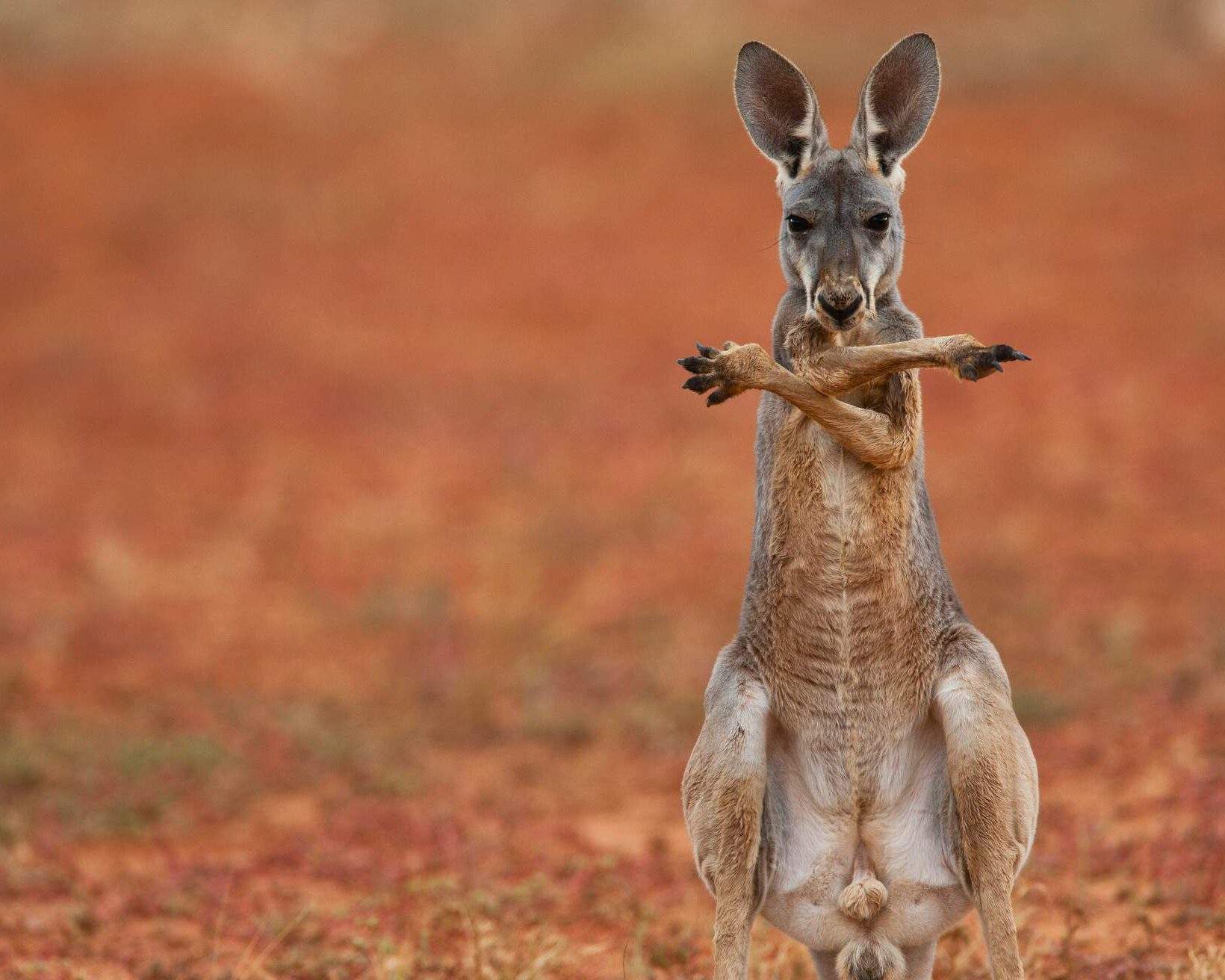 A weird and wonderful account of Australian animals - KAYAK