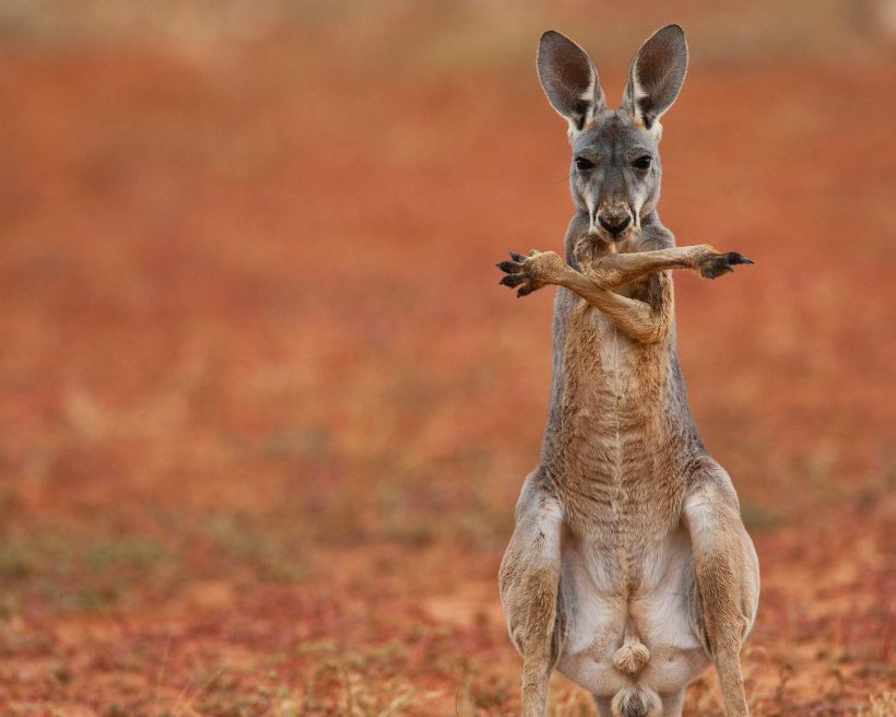 A weird and wonderful account of Australian animals - KAYAK