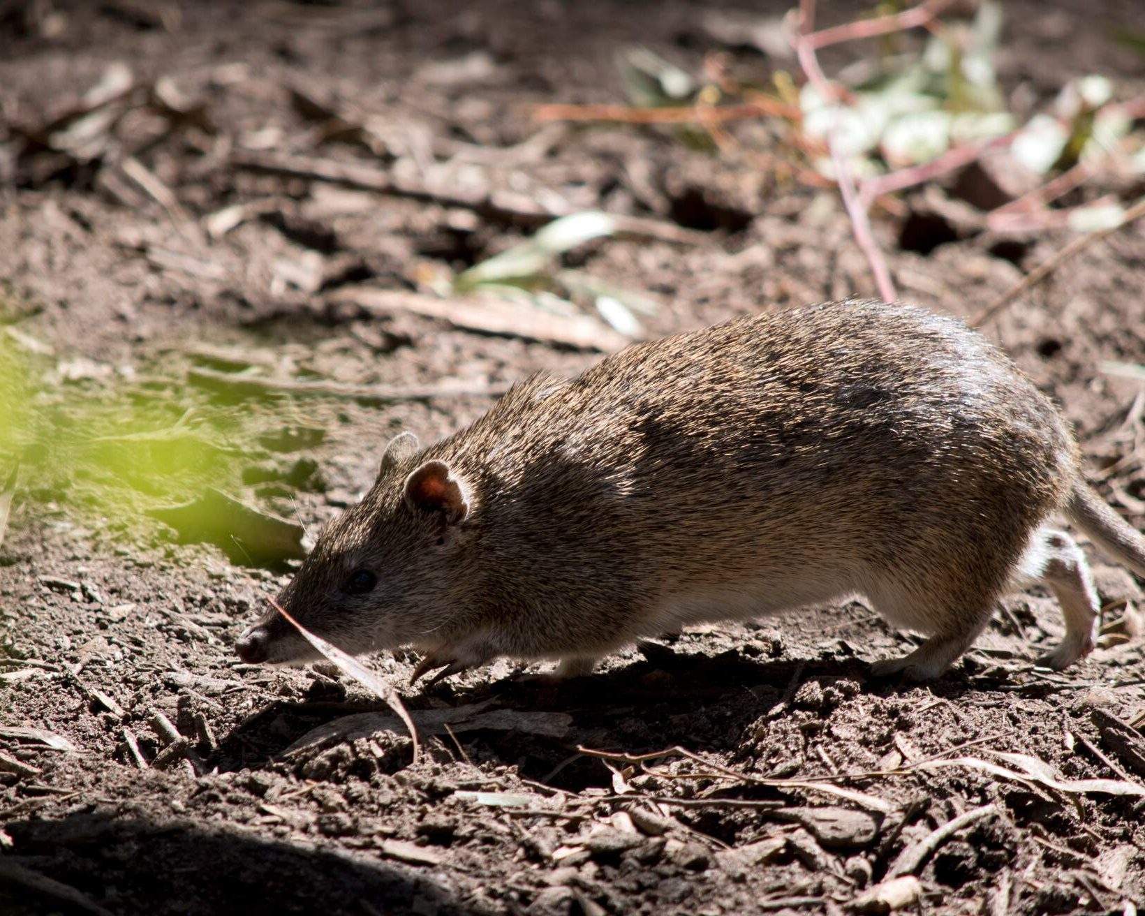 A weird and wonderful account of Australian animals - KAYAK