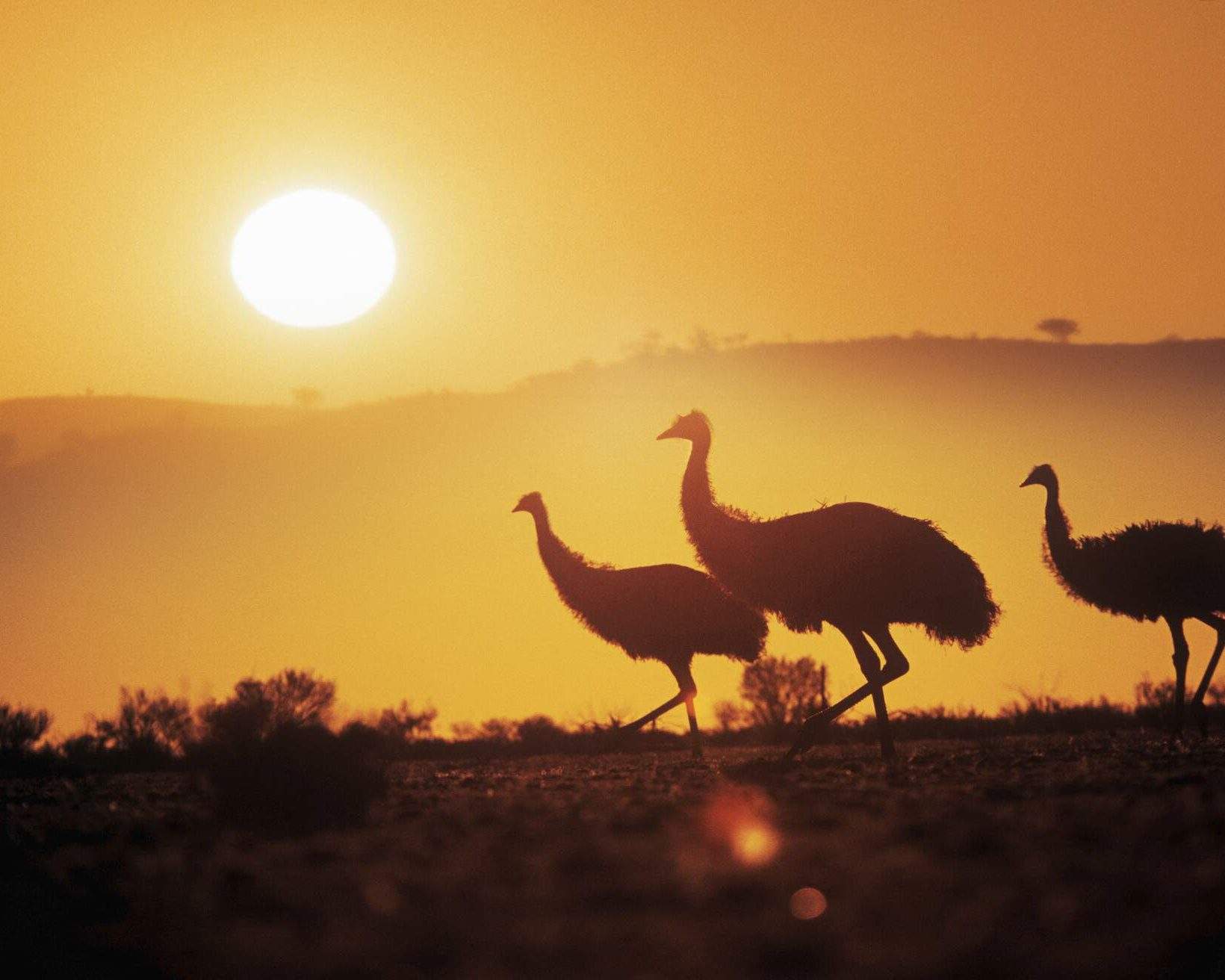 Discover the most fun facts about Australia