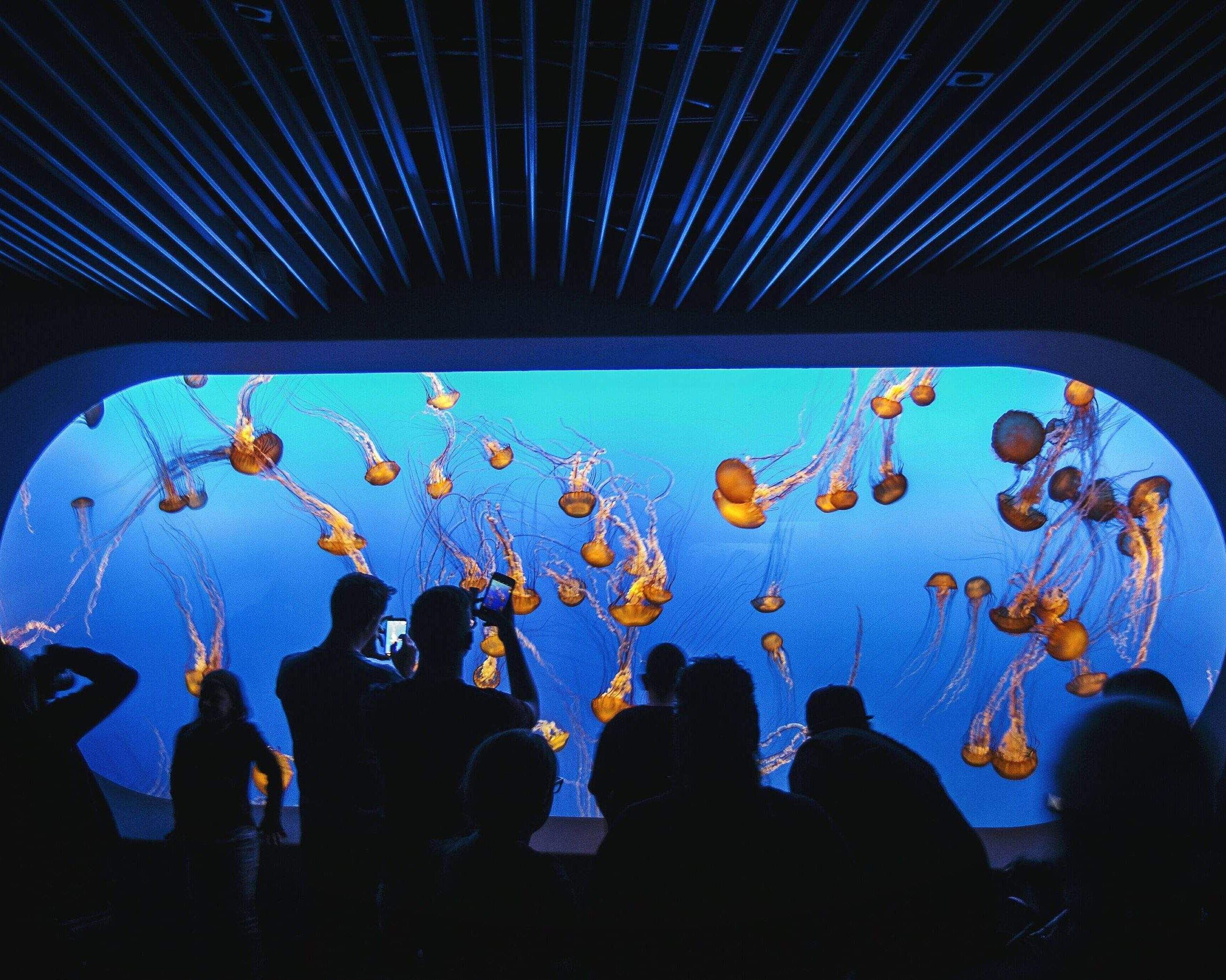 5 of the best aquariums in the US to visit this year - KAYAK