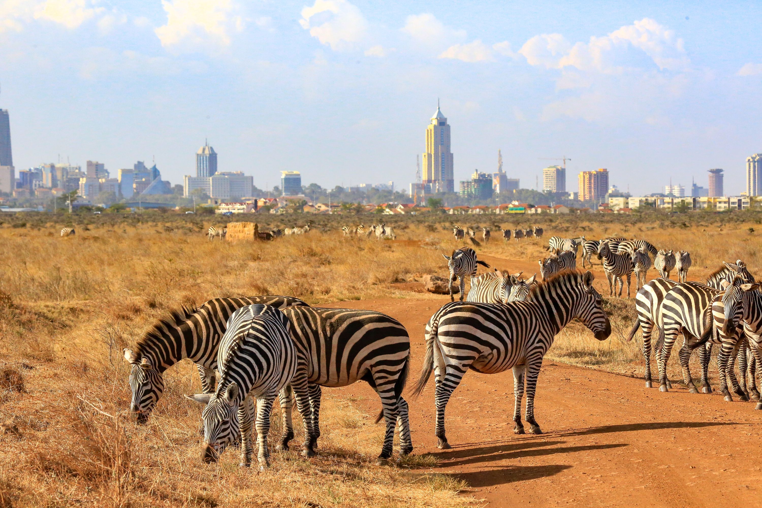 $413 CHEAP FLIGHTS to Kenya - KAYAK